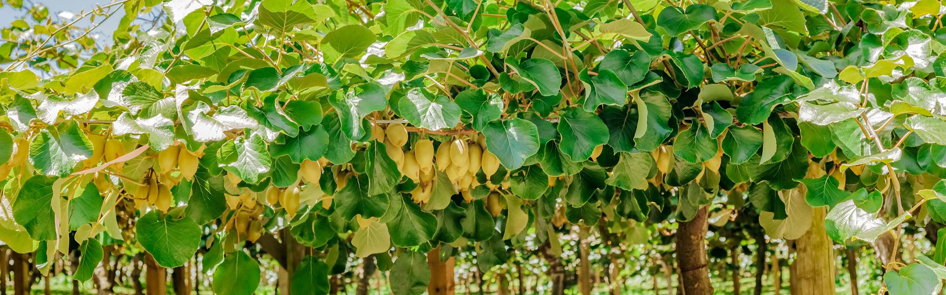 Zespri’s new Canopy platform: on time and under budget